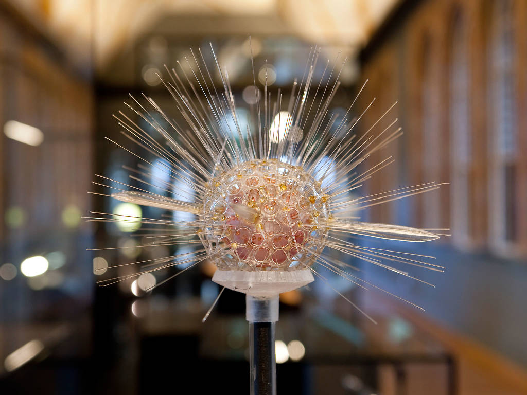 11 Strangest Oddities in London’s Museums - Time Out