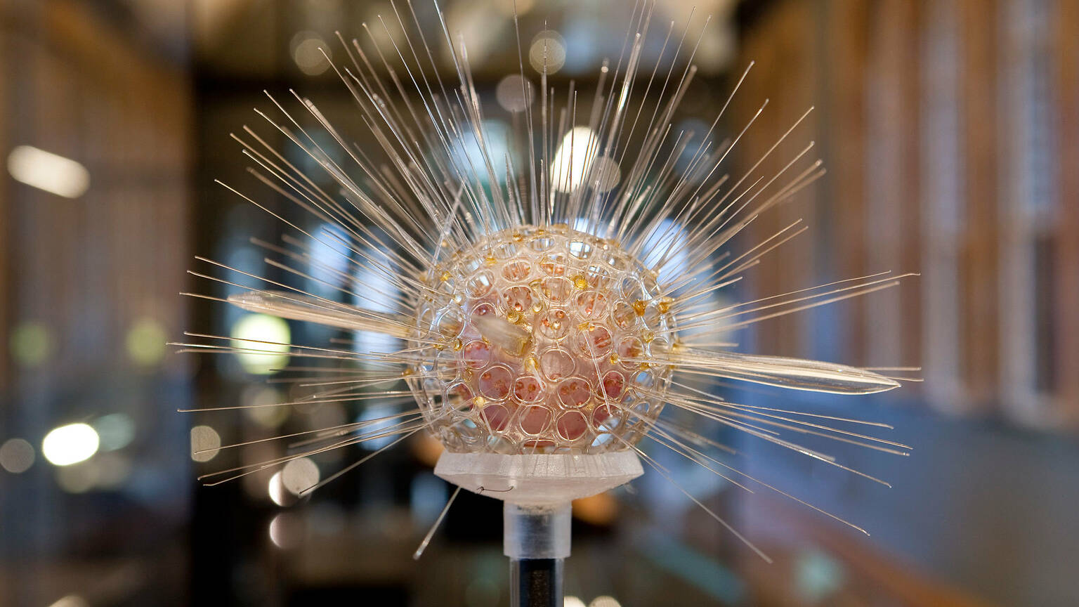 11 Strangest Oddities in London’s Museums - Time Out