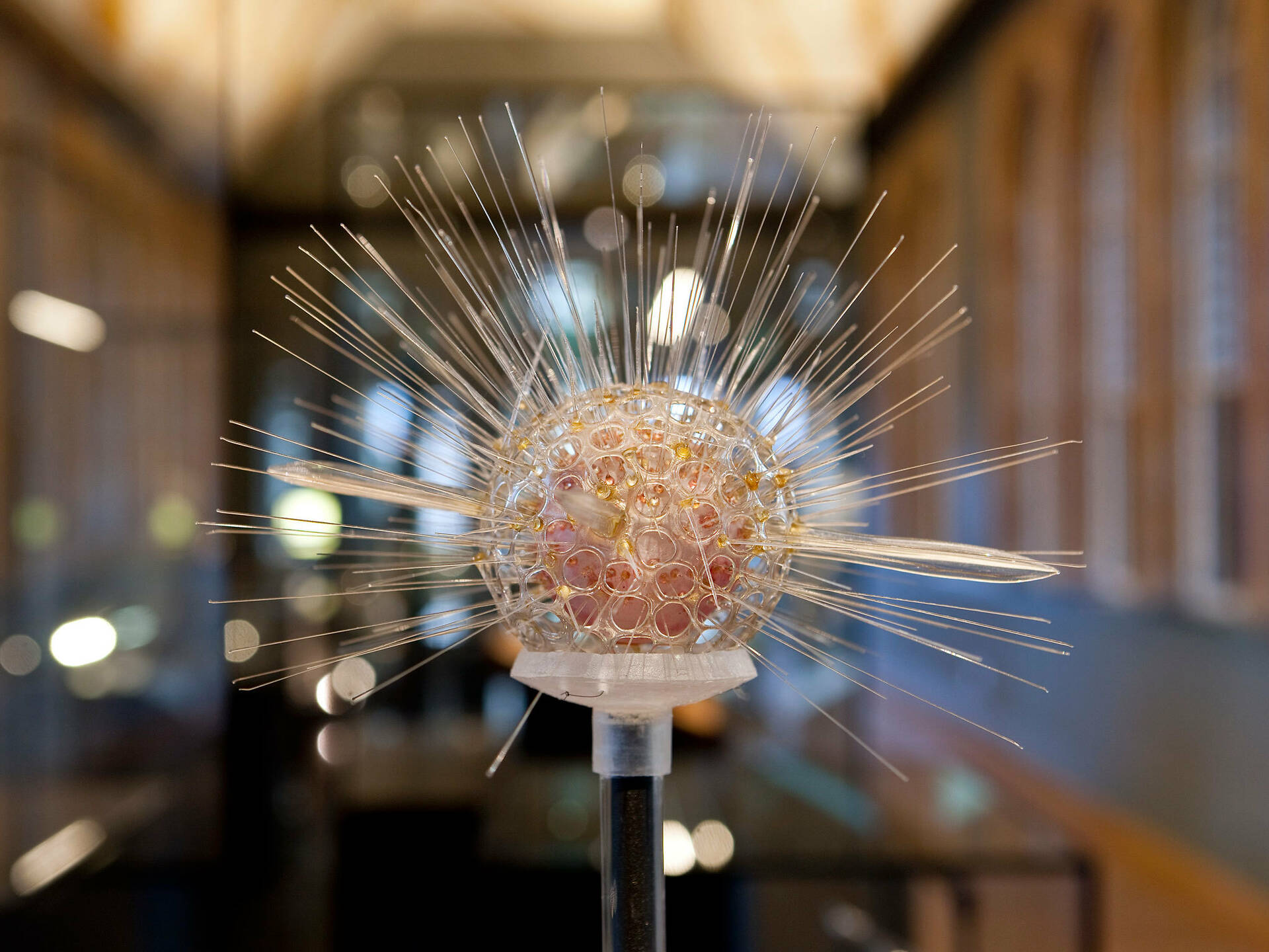 11 Strangest Oddities in London’s Museums - Time Out