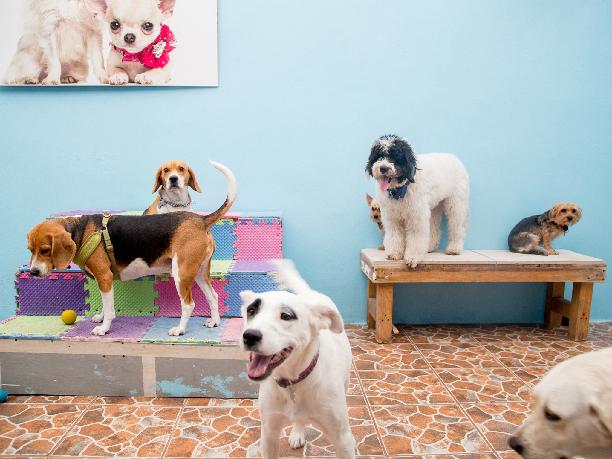 Pets Imaginarium