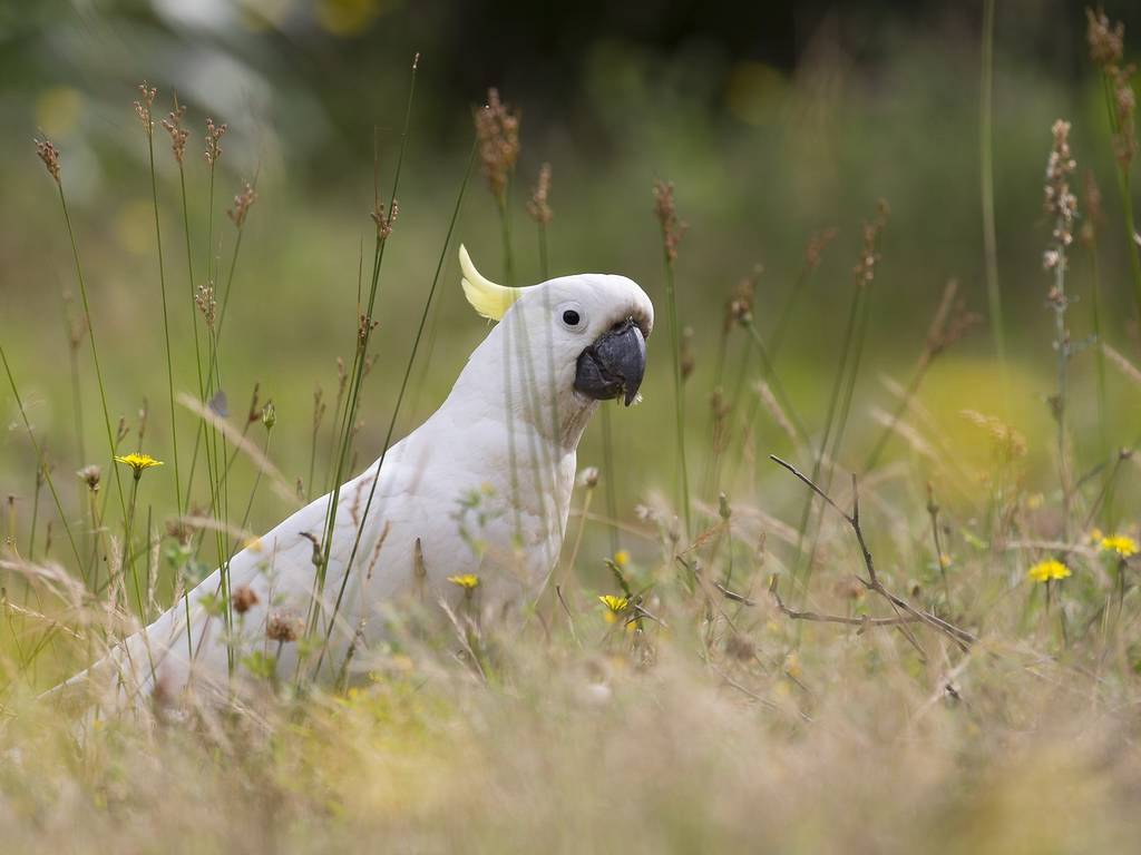 Five animals you’ll meet on a Blue Mountains bushwalk