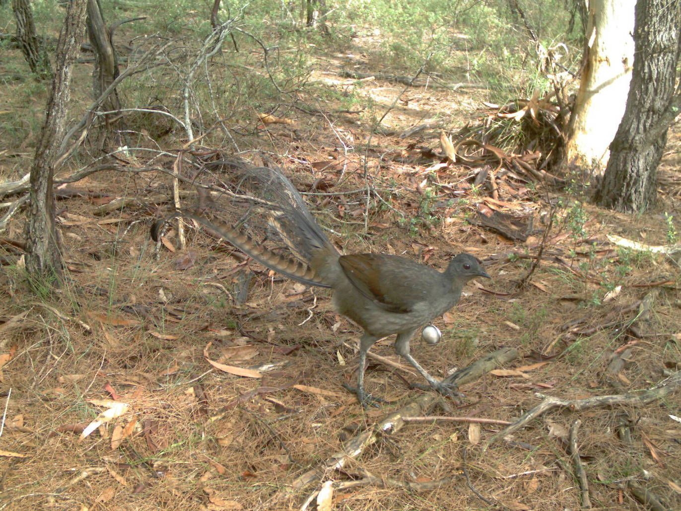 Five animals you’ll meet on a Blue Mountains bushwalk