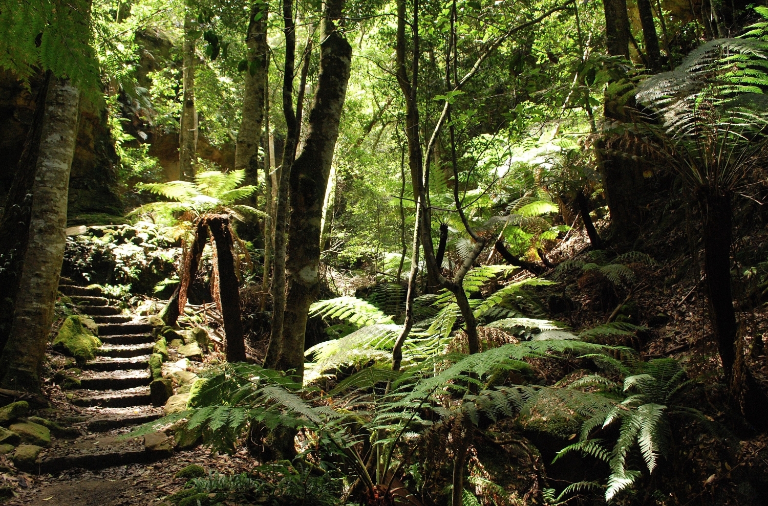 Five animals you’ll meet on a Blue Mountains bushwalk