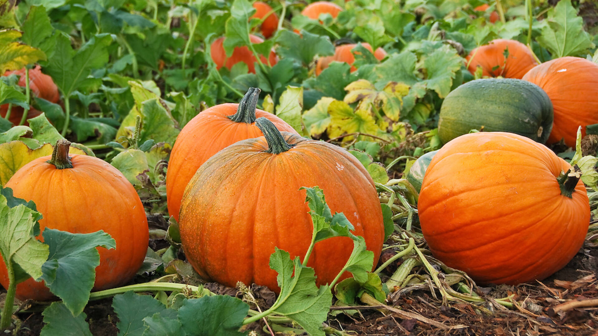 28 Best Pumpkin Patches to Visit Near Chicago This Fall 2024