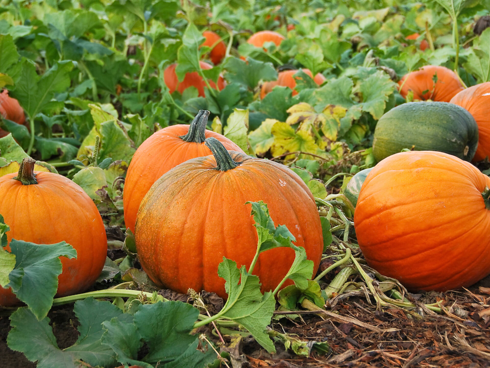 28 Best Pumpkin Patches to Visit Near Chicago This Fall 2024