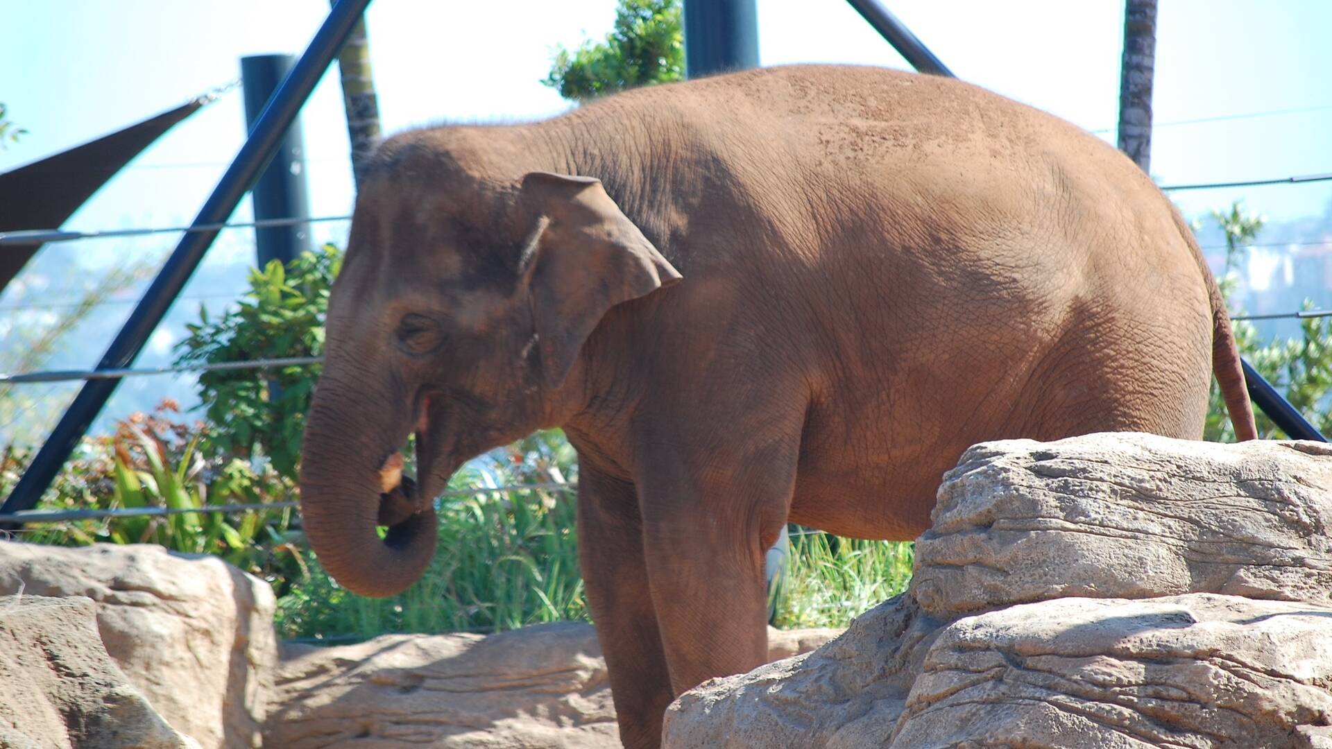 Taronga Zoo Sydney has one of the best zoo-views in the world