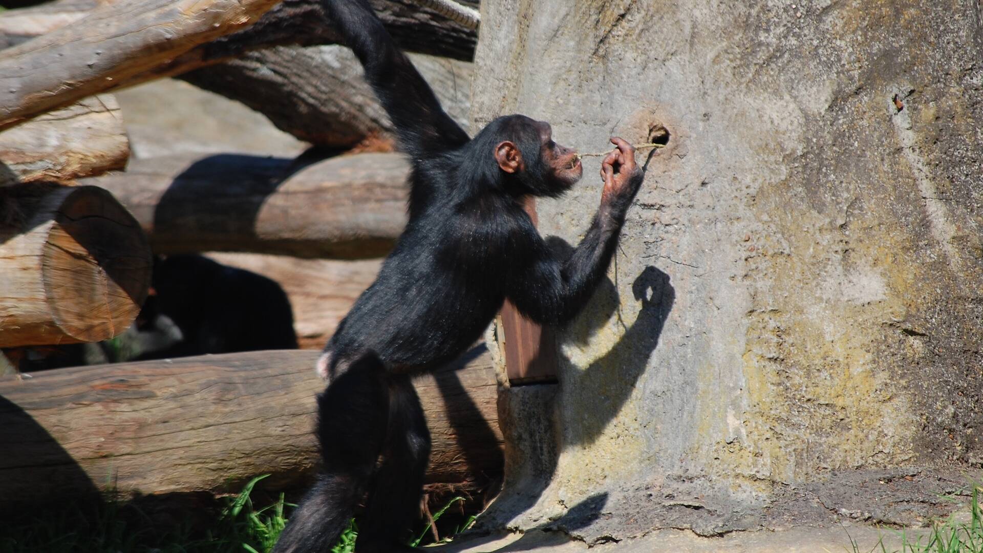 Taronga Zoo Sydney has one of the best zoo-views in the world