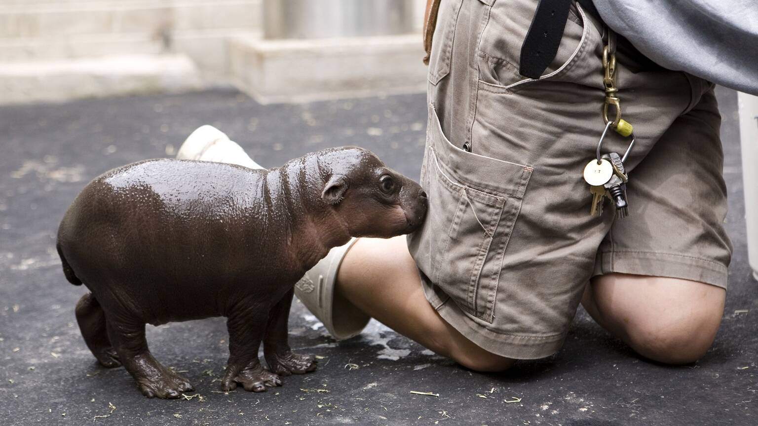 Taronga Zoo Sydney has one of the best zoo-views in the world