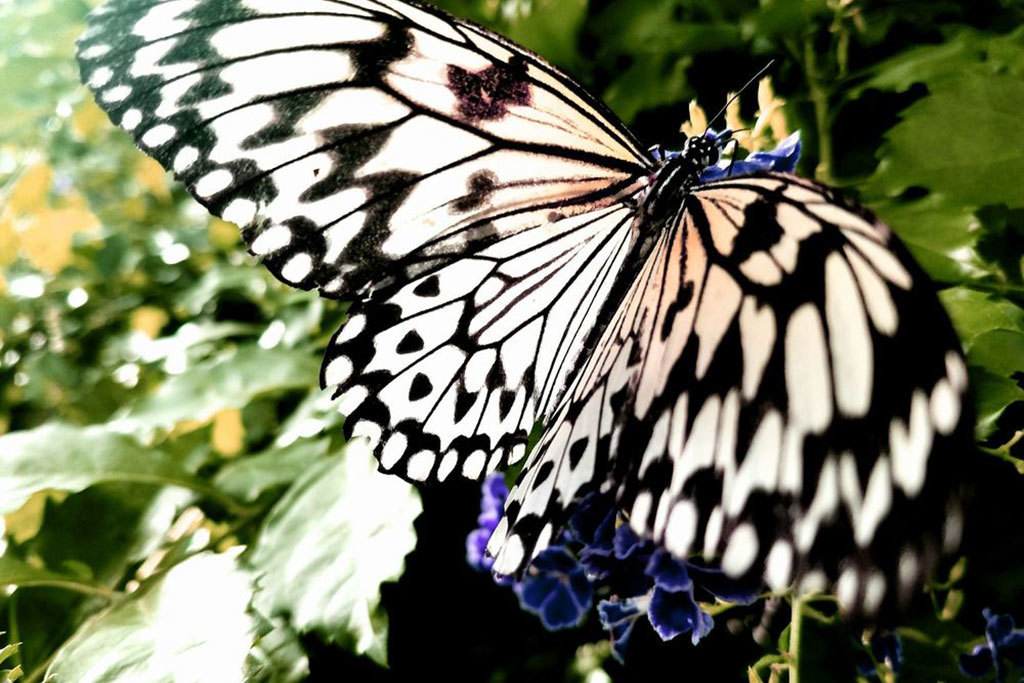Butterfly Wonderland | Things to do in Phoenix