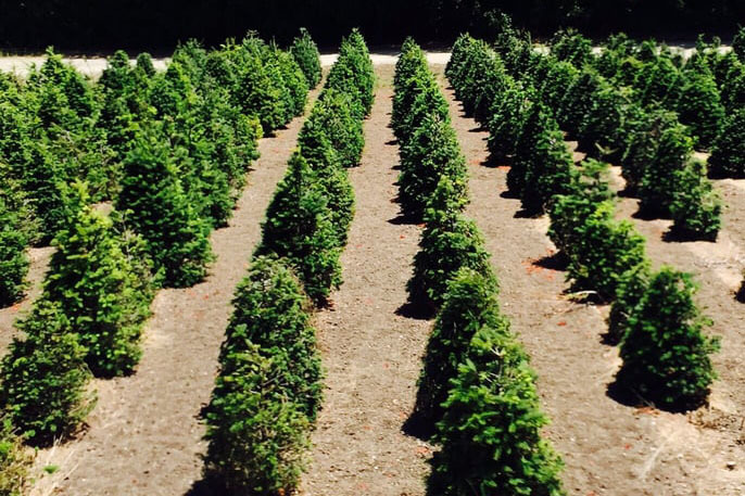 Santa’s Tree Farm | Attractions in San Francisco