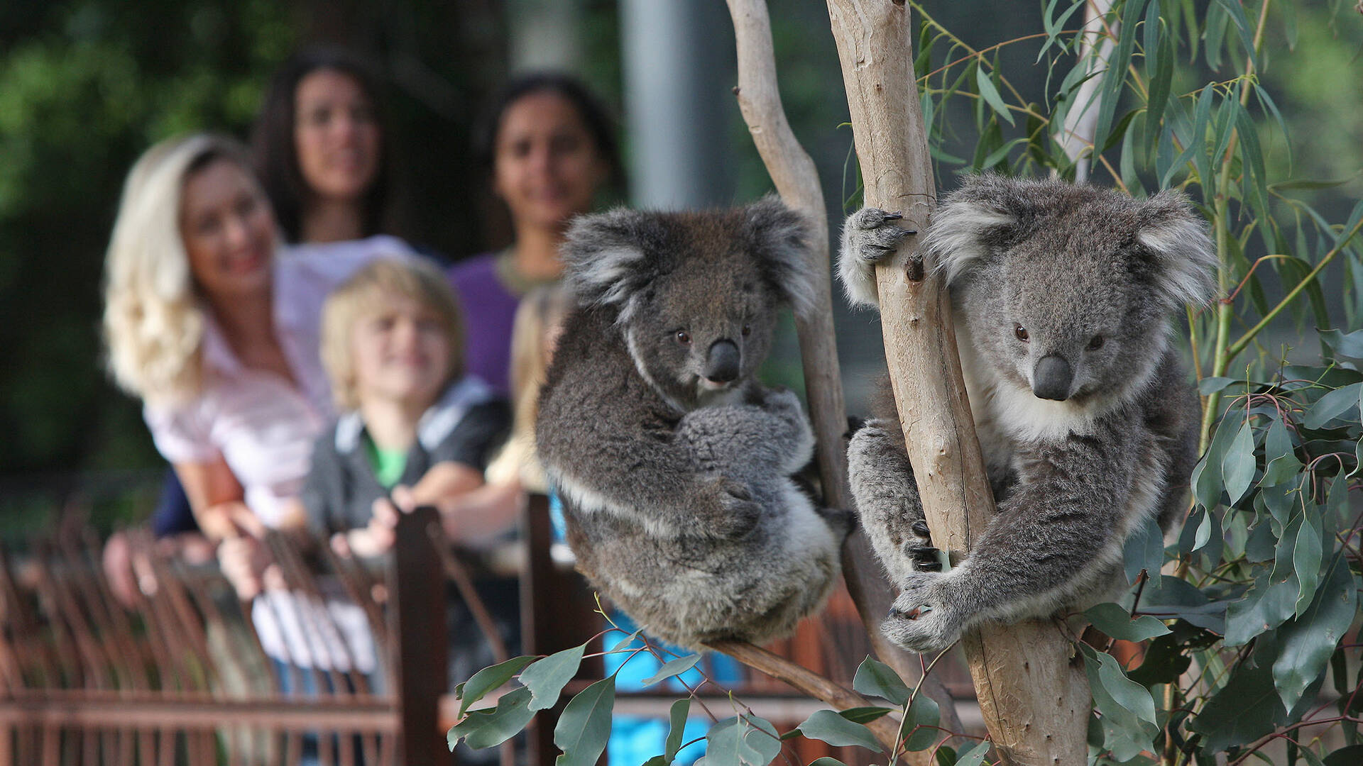 Melbourne Zoo: find out more and book online