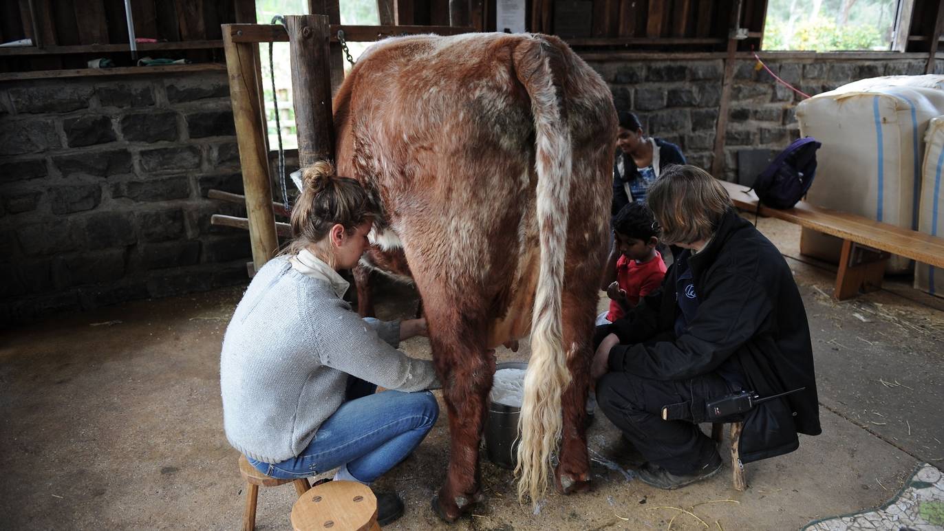 Collingwood Children's Farm | Kids in Abbotsford, Melbourne