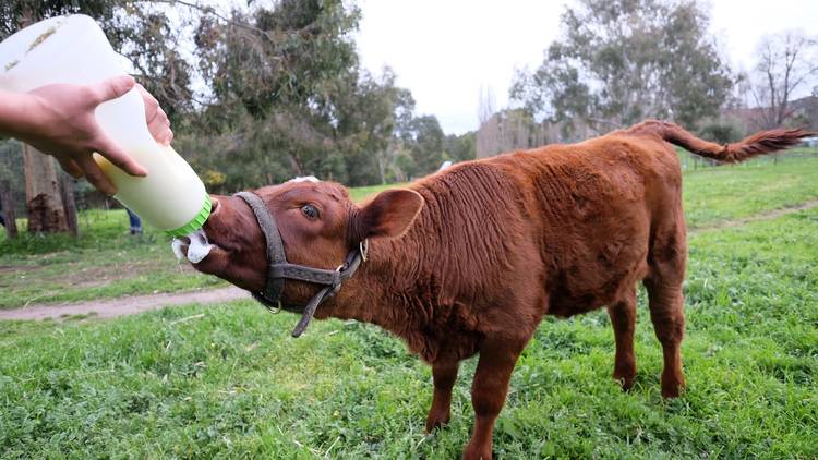 Collingwood Children's Farm | Kids in Abbotsford, Melbourne