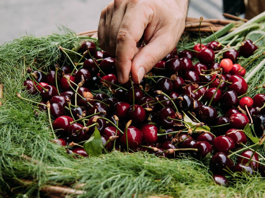 The best places for fruit picking near Melbourne | Pick your own fruit