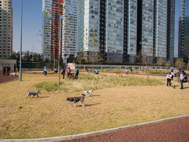 Los mejores parques para perros en la Ciudad de México
