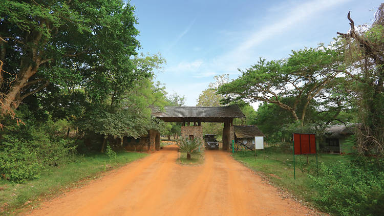 On the wild side of Wilpattu