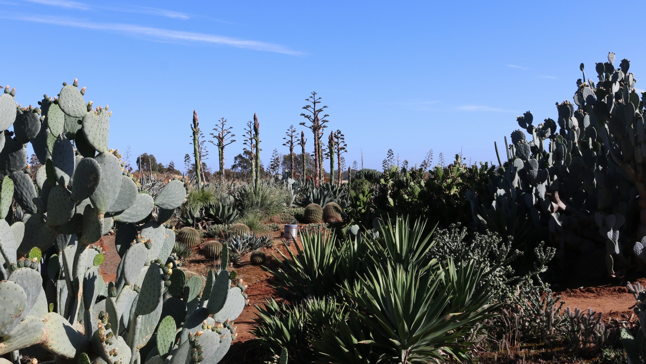 The largest Cactus garden in Australia is hidden away in regional Victoria