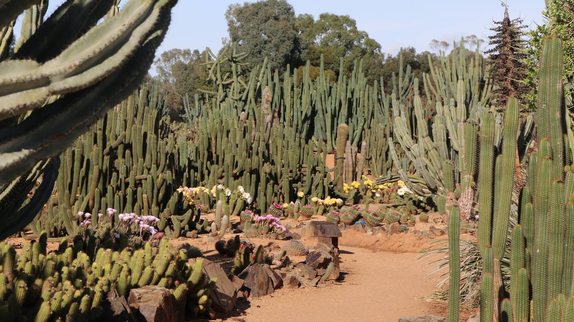 Cactus Country | Travel in Melbourne
