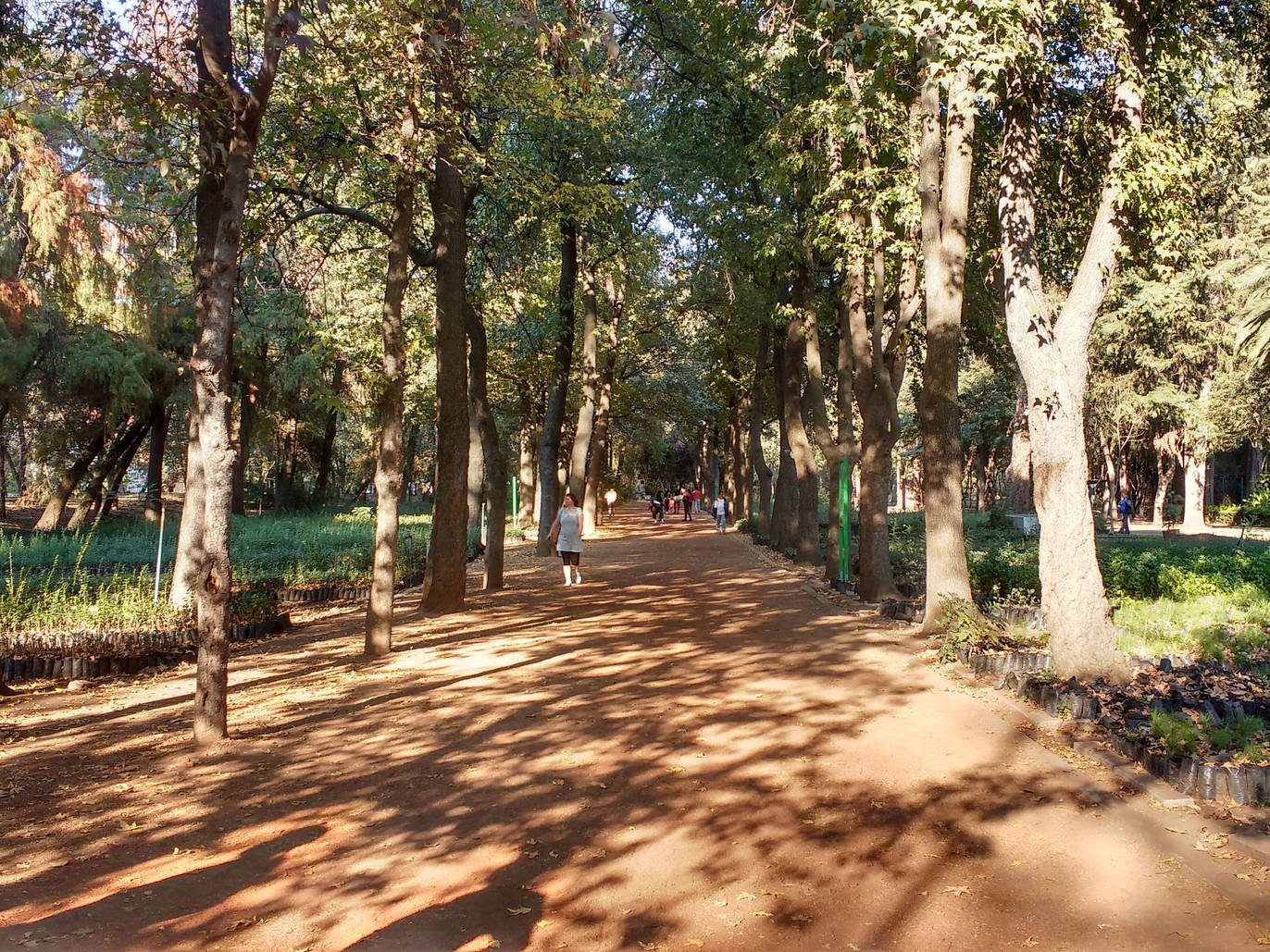 20 lugares imprescindibles de Coyoacán