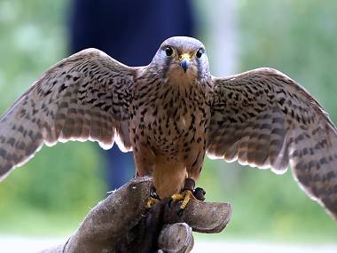 Things to do in Šibenik | 20 Great Things to Do | Time Out Croatia