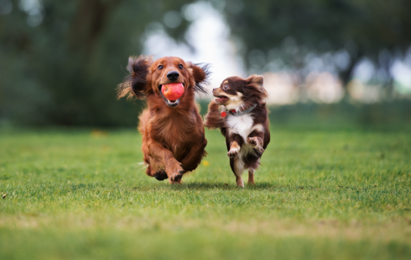Cincuenta años de la fiesta de San Perro: el desfile de perros por ...