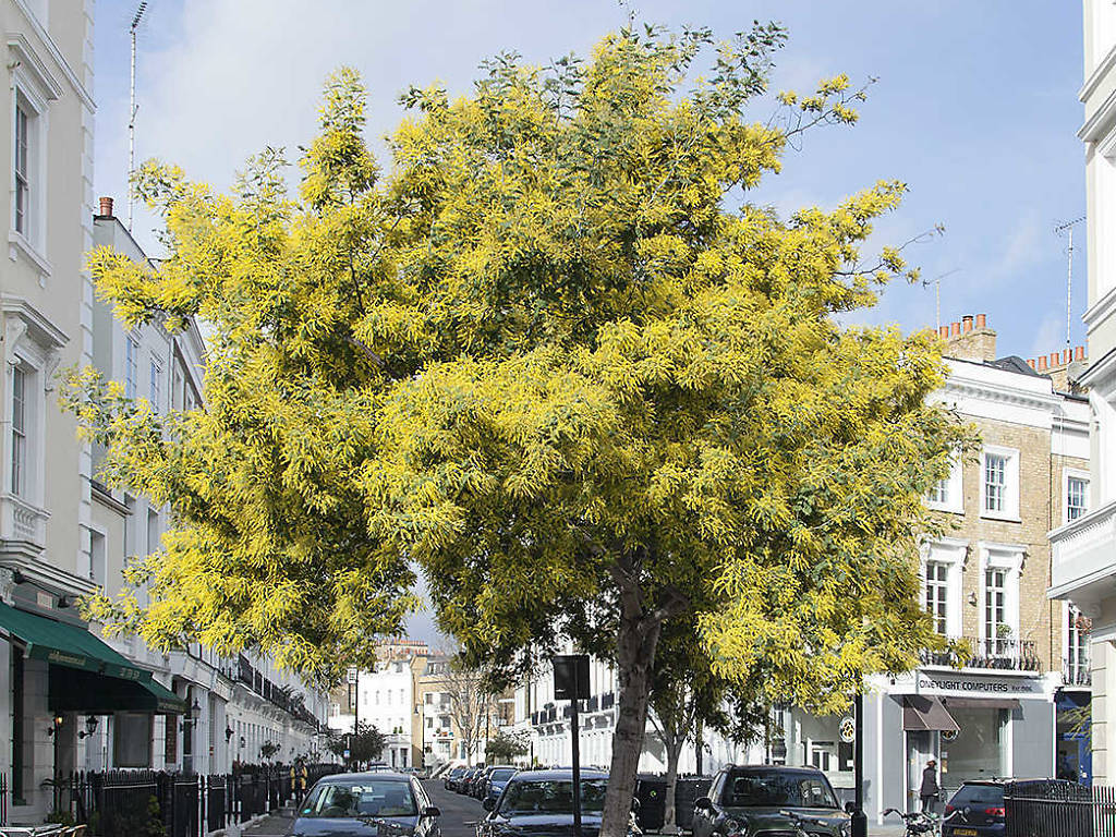 9 beautiful London street trees you have to see