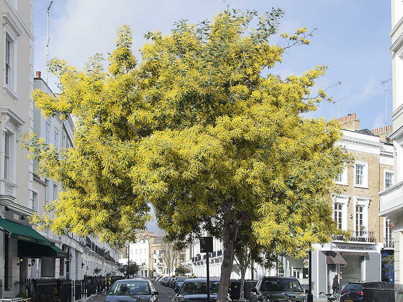 9 beautiful London street trees you have to see