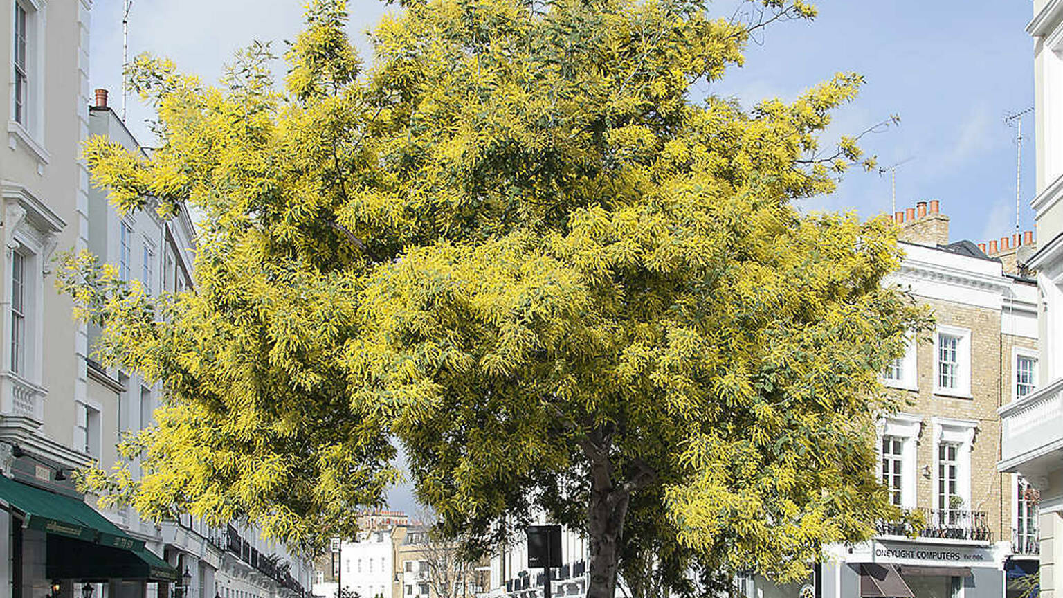 9 beautiful London street trees you have to see