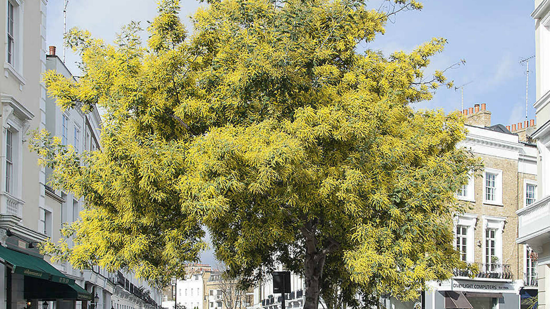 9 beautiful London street trees you have to see