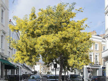 9 beautiful London street trees you have to see