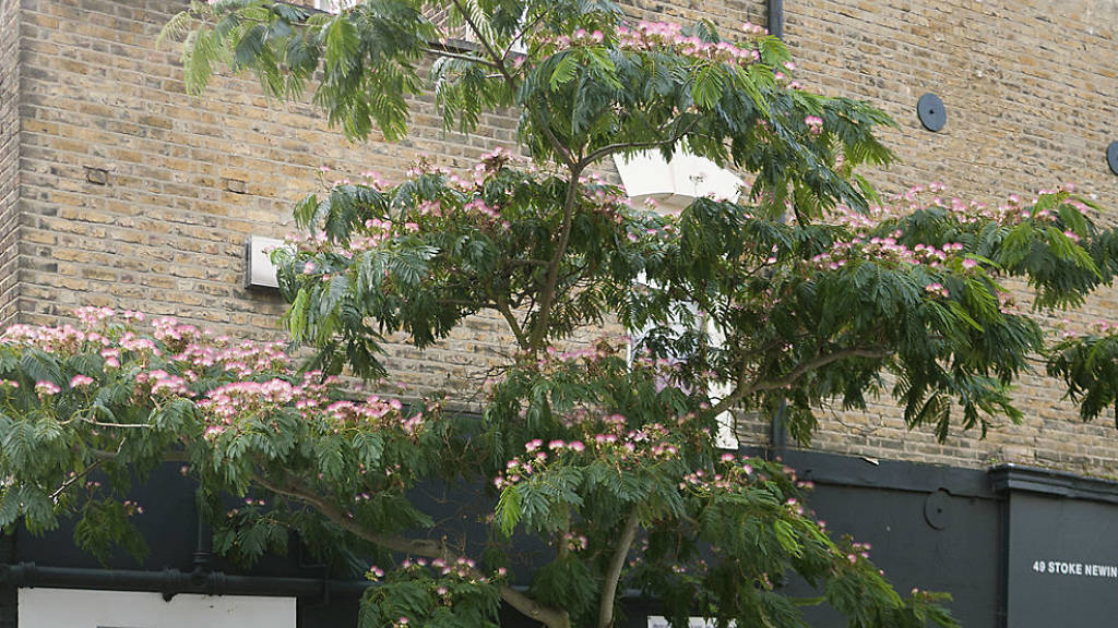 9 beautiful London street trees you have to see