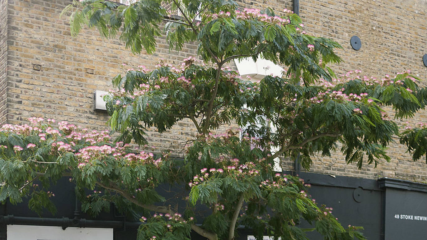 9 beautiful London street trees you have to see