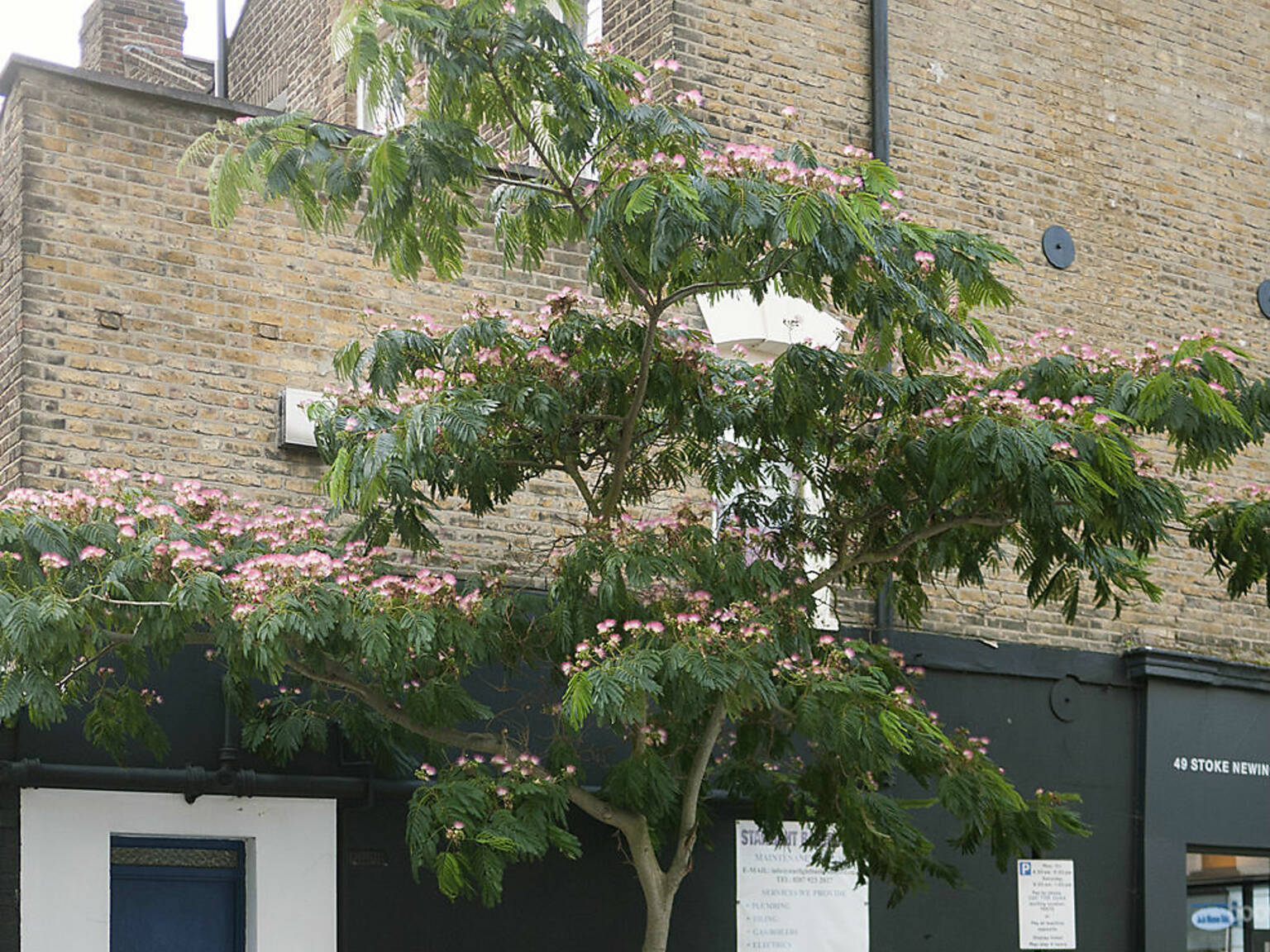 9 beautiful London street trees you have to see