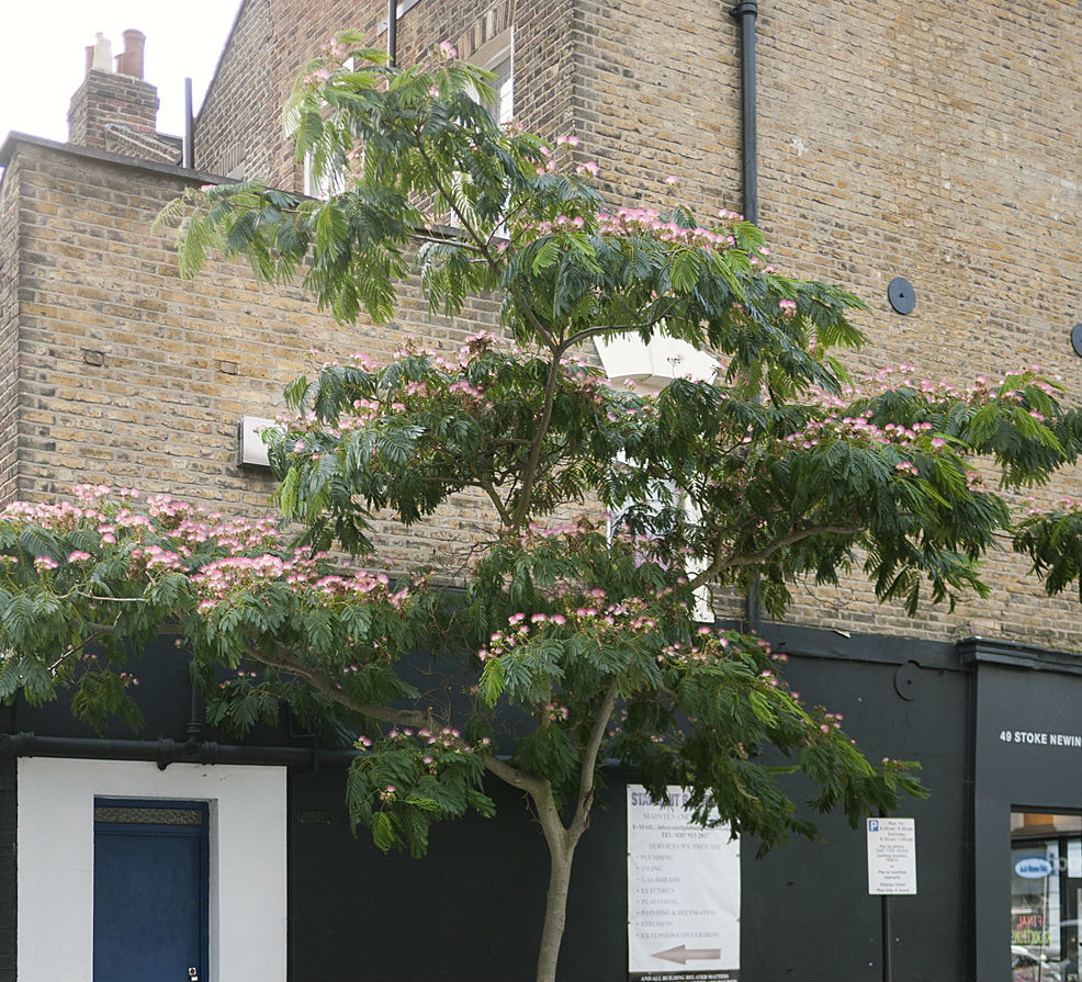 9 beautiful London street trees you have to see