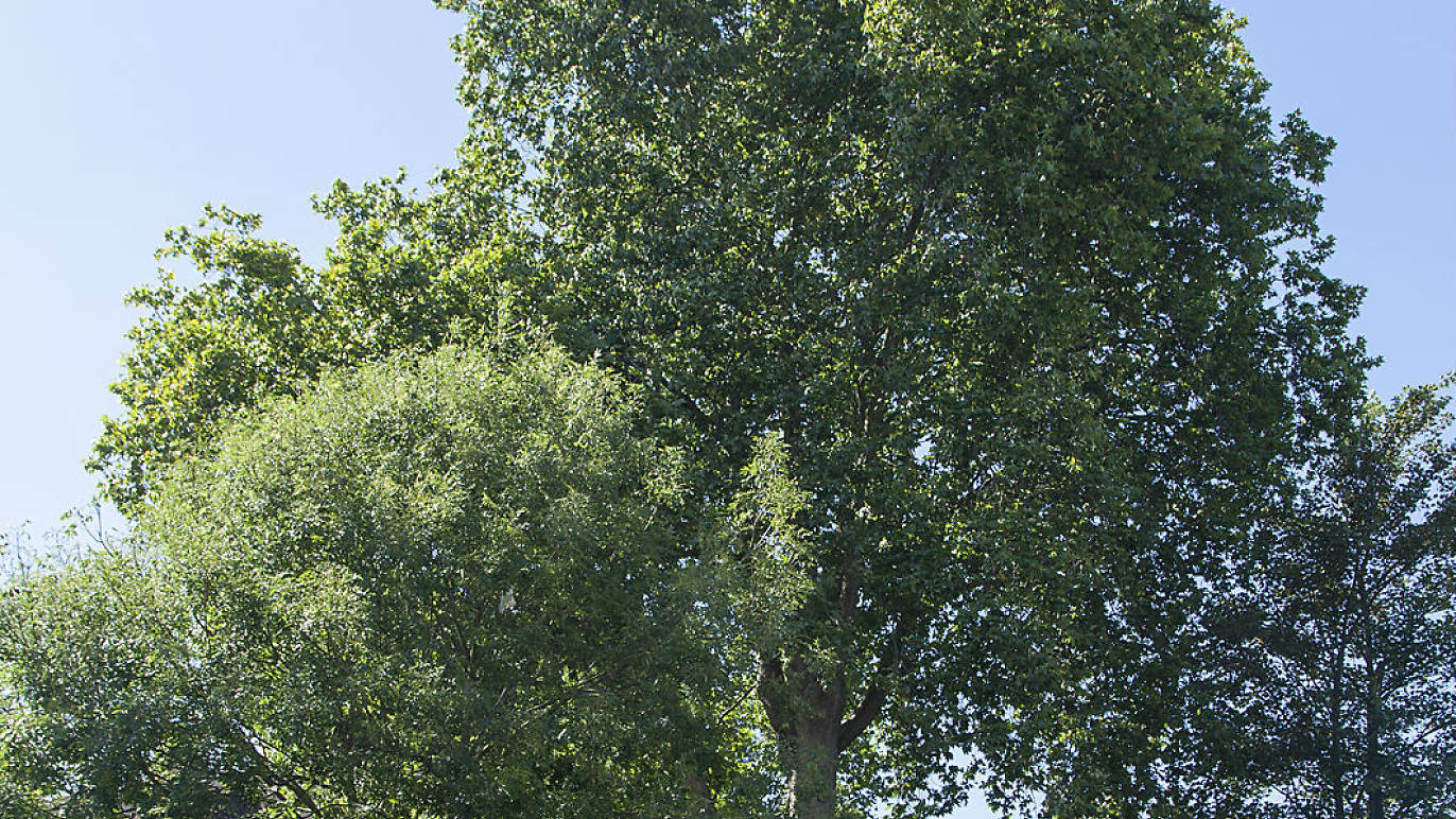 9 beautiful London street trees you have to see
