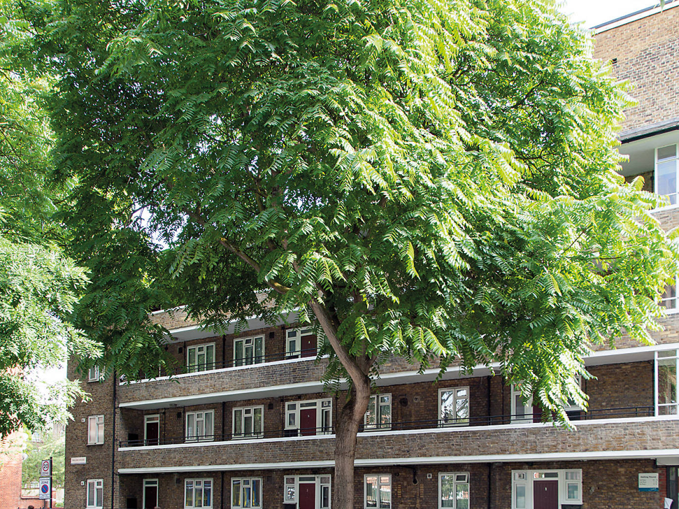9 beautiful London street trees you have to see