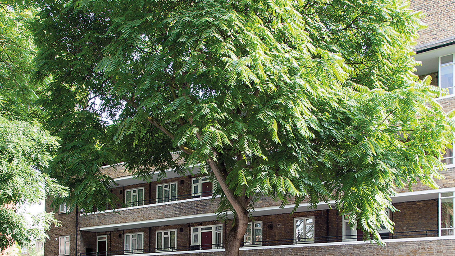 9 beautiful London street trees you have to see