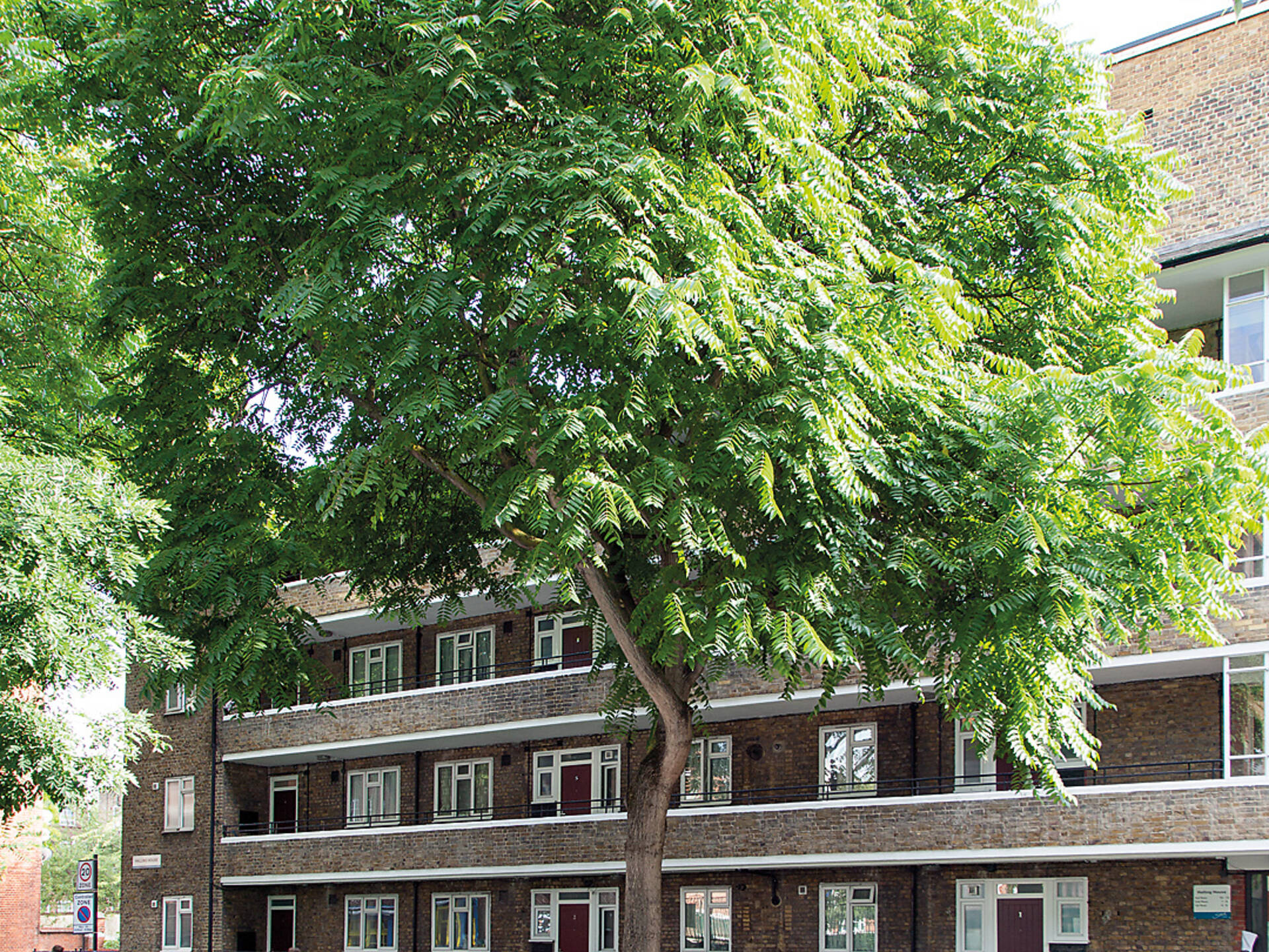 9 beautiful London street trees you have to see