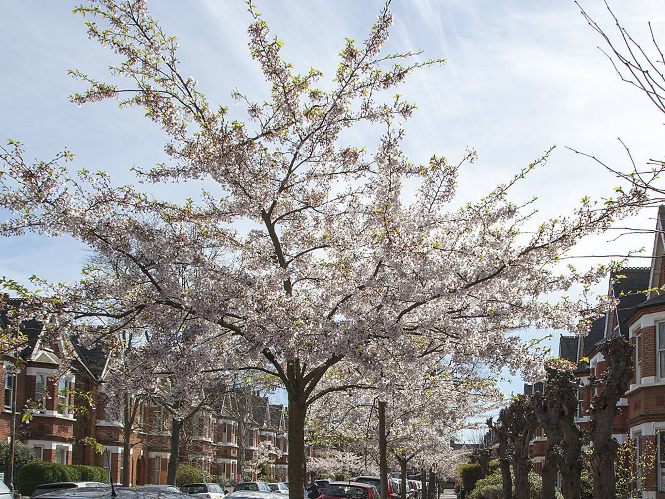 9 beautiful London street trees you have to see
