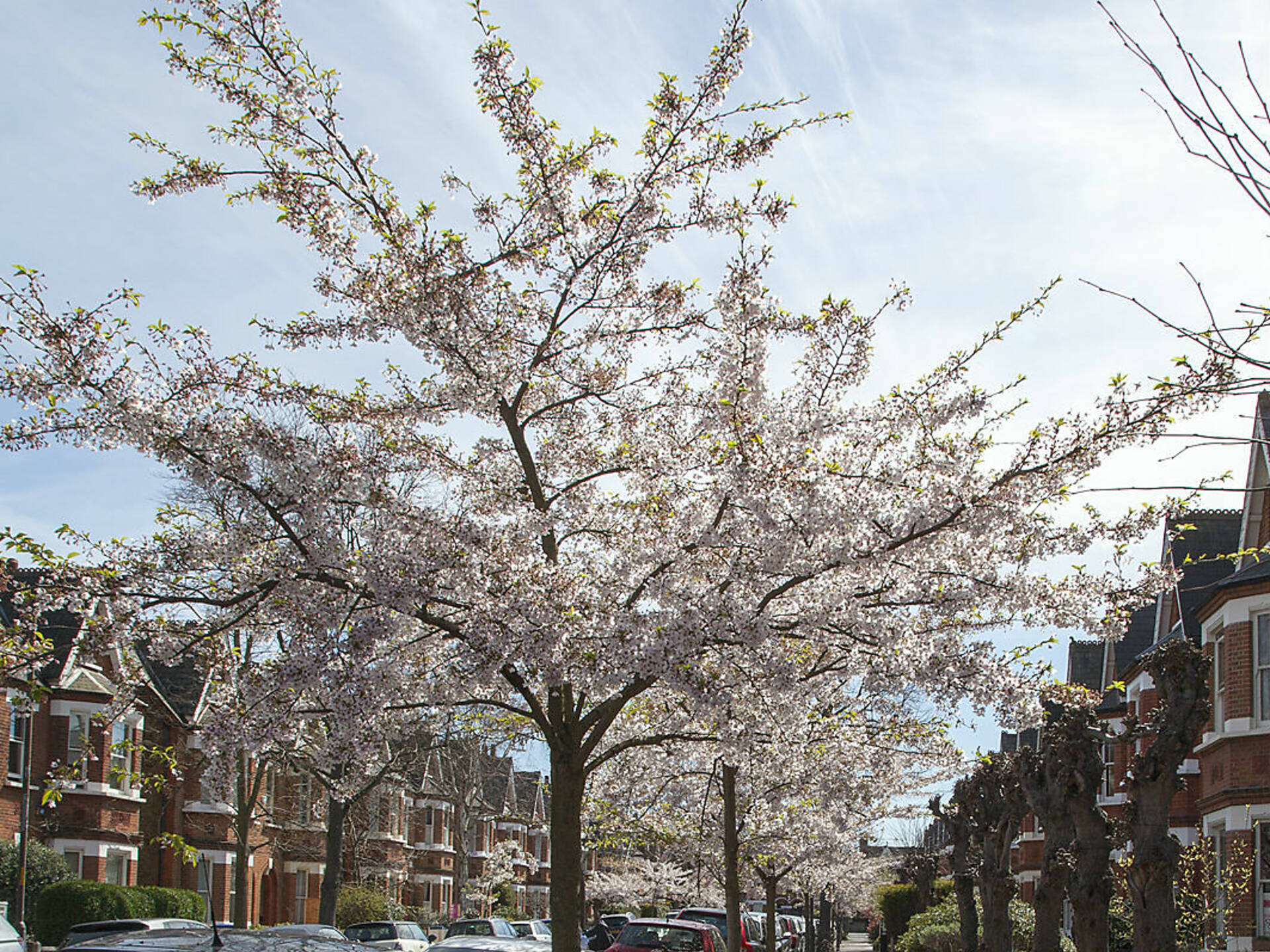 9 beautiful London street trees you have to see