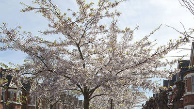 9 beautiful London street trees you have to see
