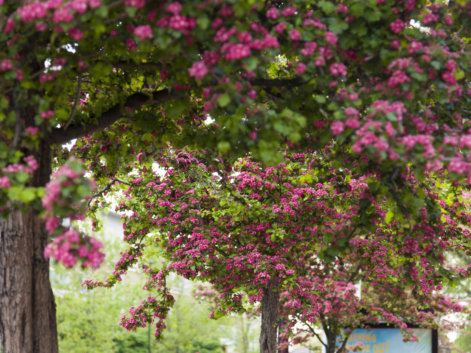 9 beautiful London street trees you have to see