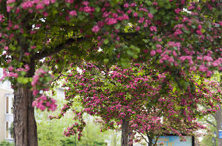 9 beautiful London street trees you have to see