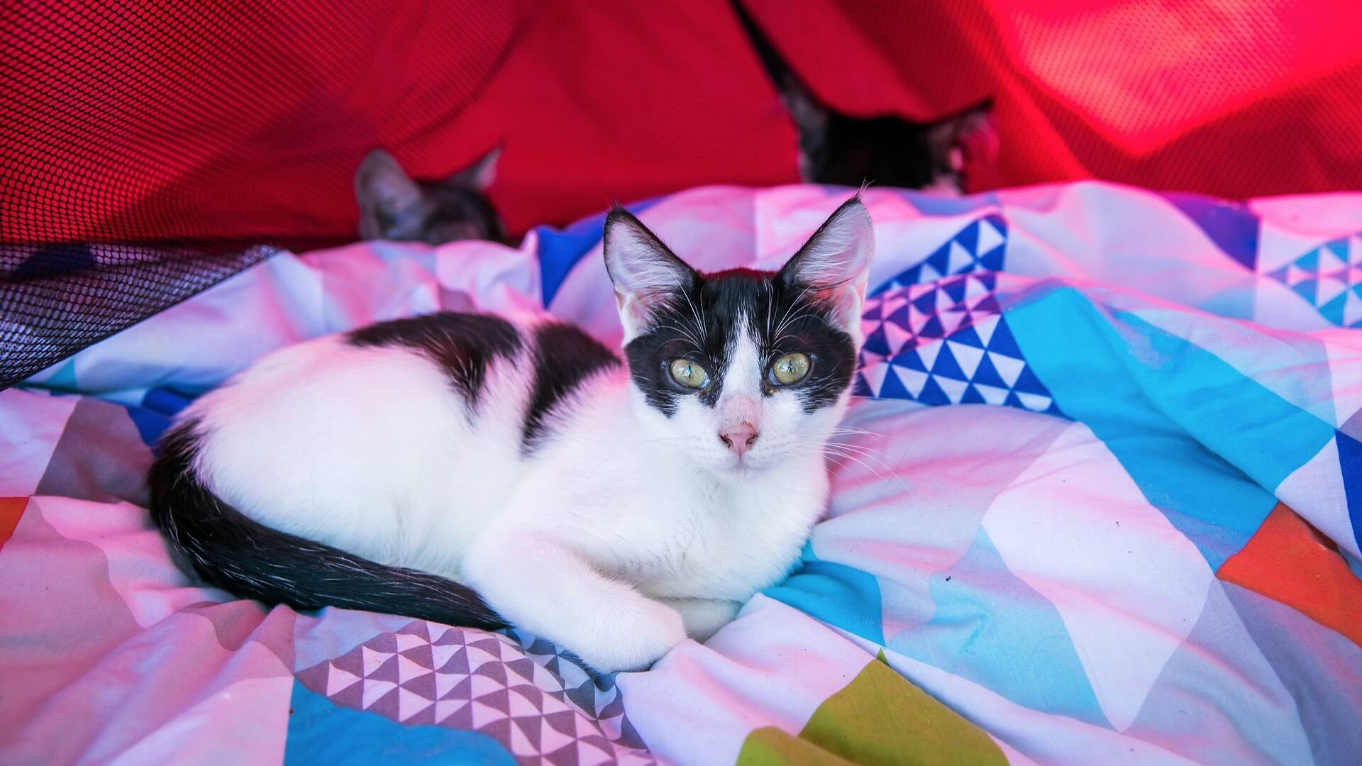 Rozelle Markets is a good place for antique finds in Sydney