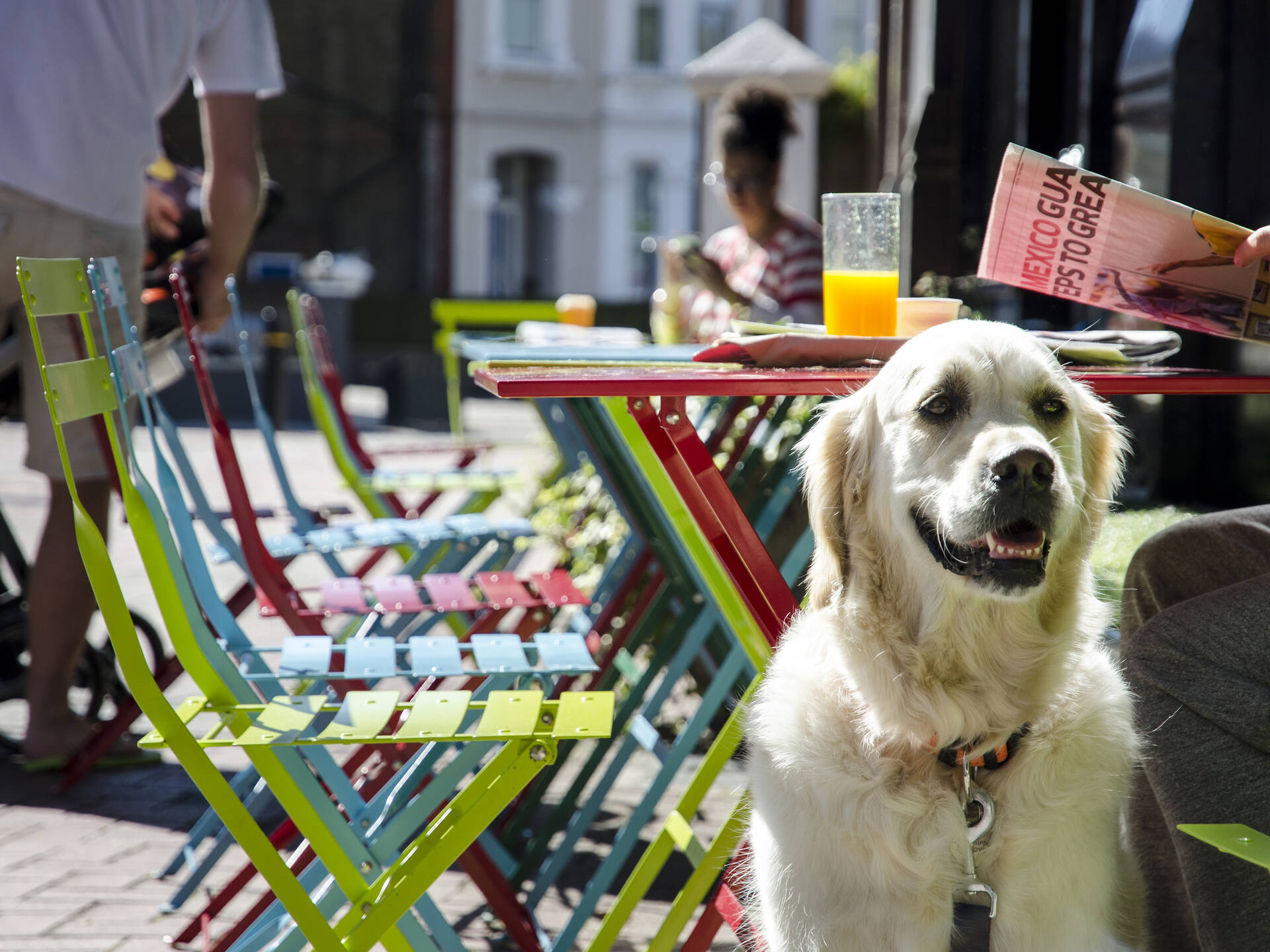 11 things to do in London if you're completely obsessed with dogs