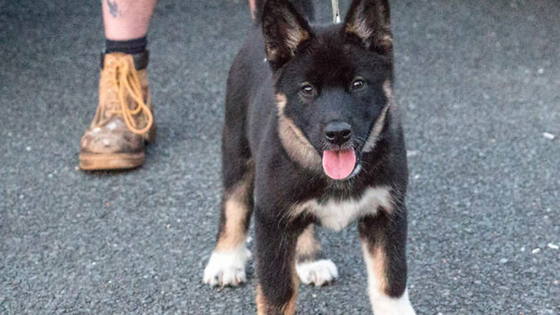 11 things to do in London if you're completely obsessed with dogs