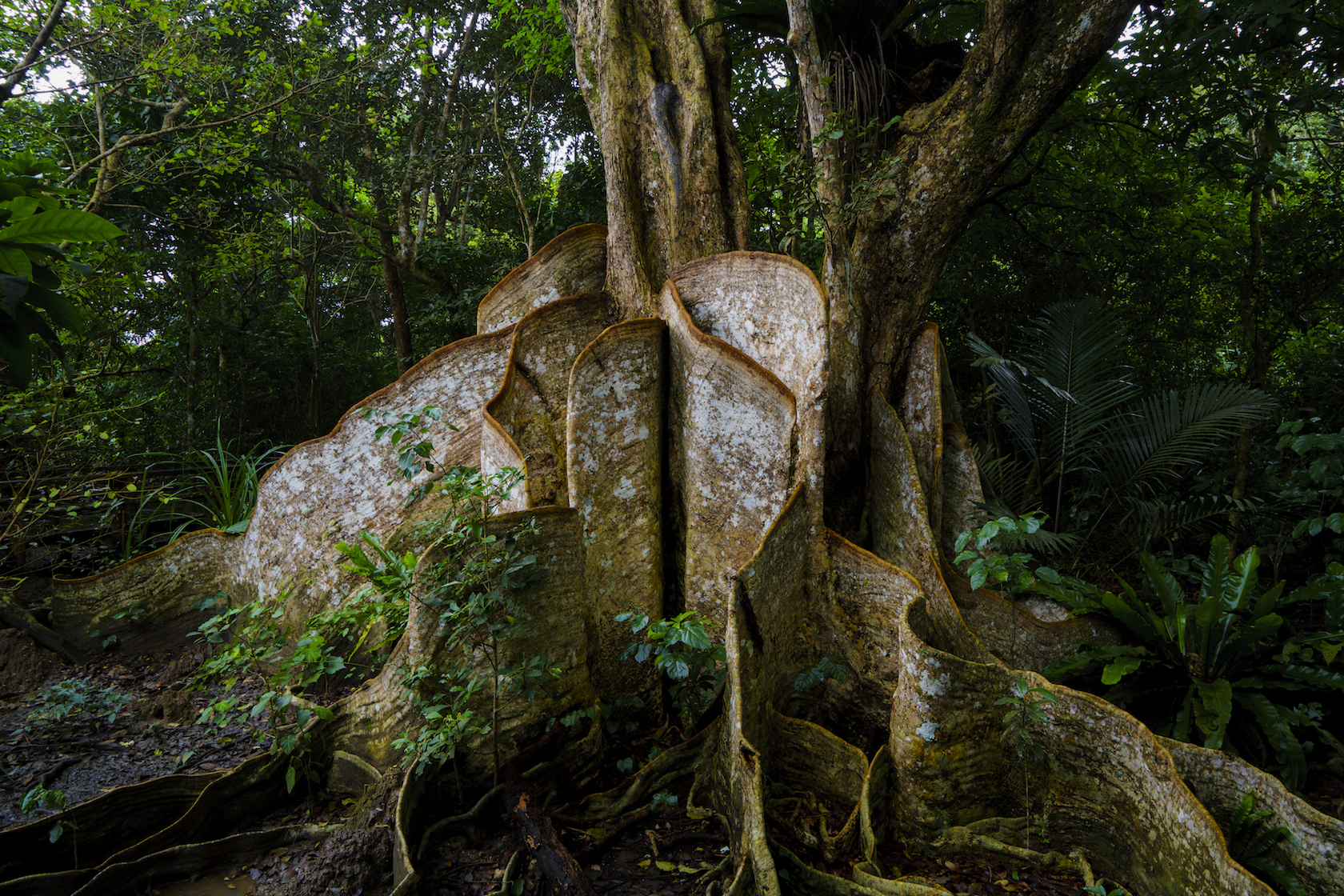 Top 20 things to do in Ishigaki