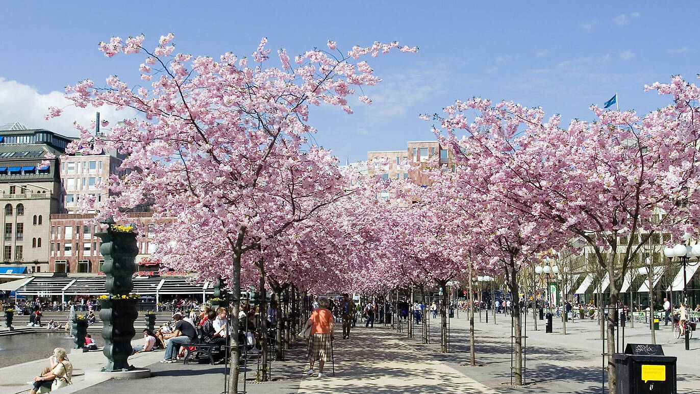 Best Times to Visit Stockholm Throughout the Year