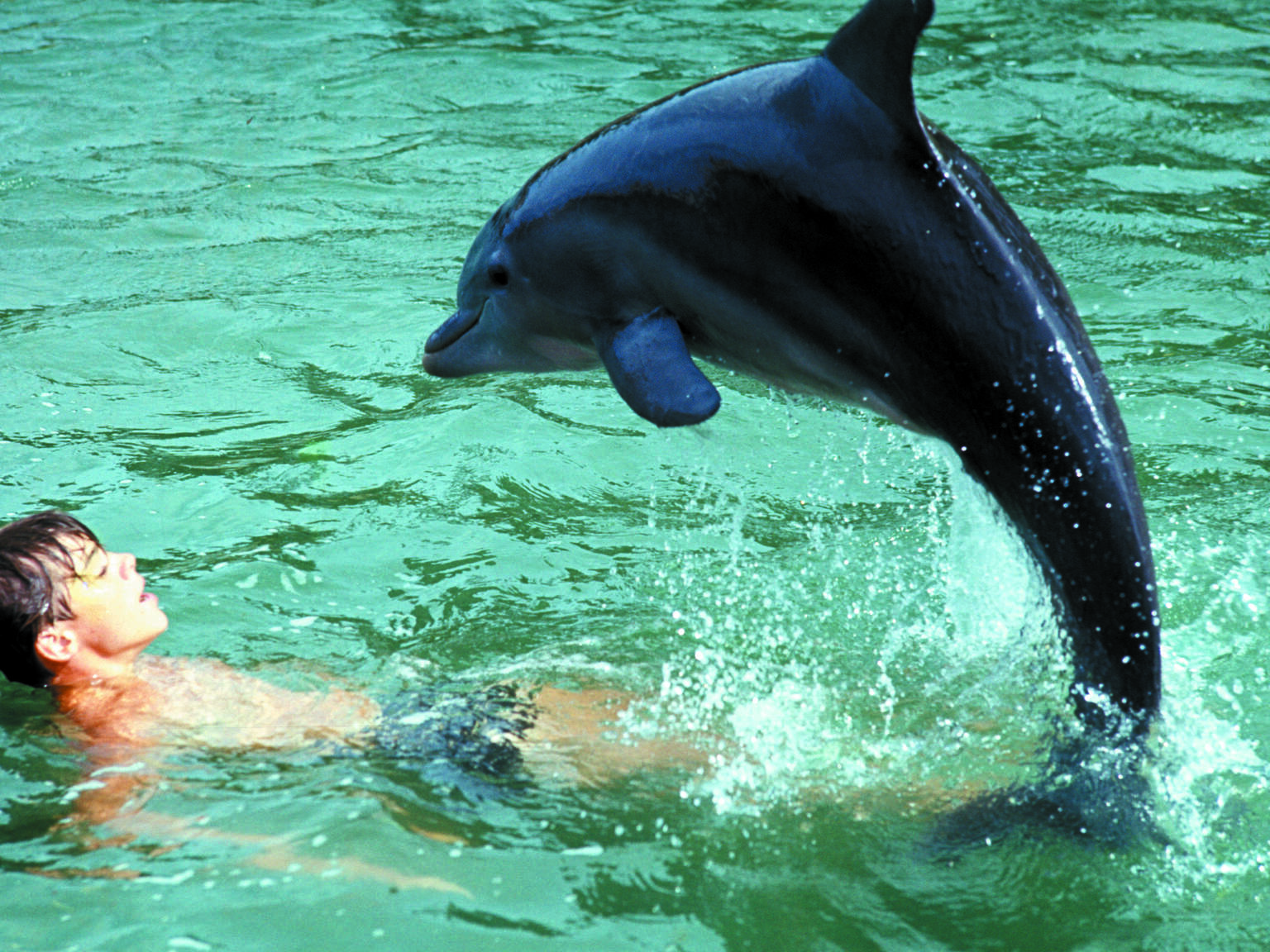 31 Best Animal Movies and Pet Movies To Watch As a Family