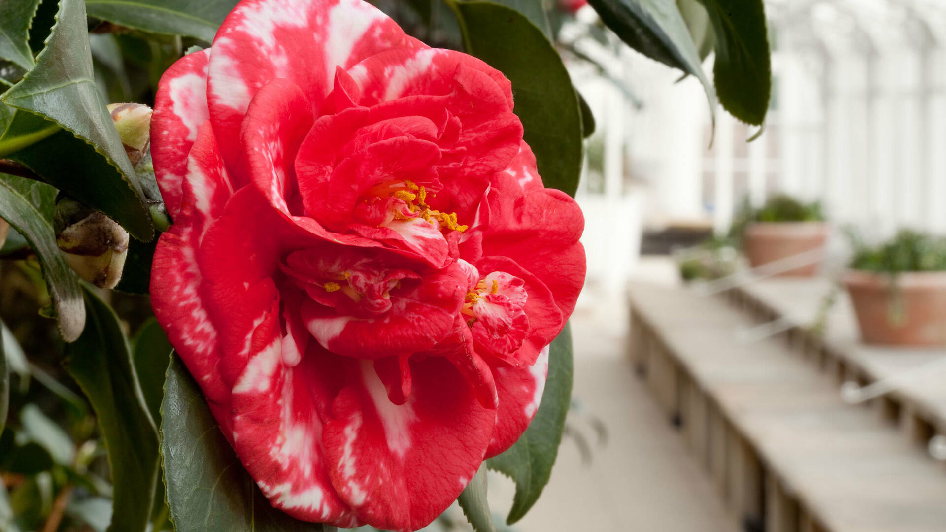 23 Stunning Places To See Spring Flowers in London Parks and Gardens